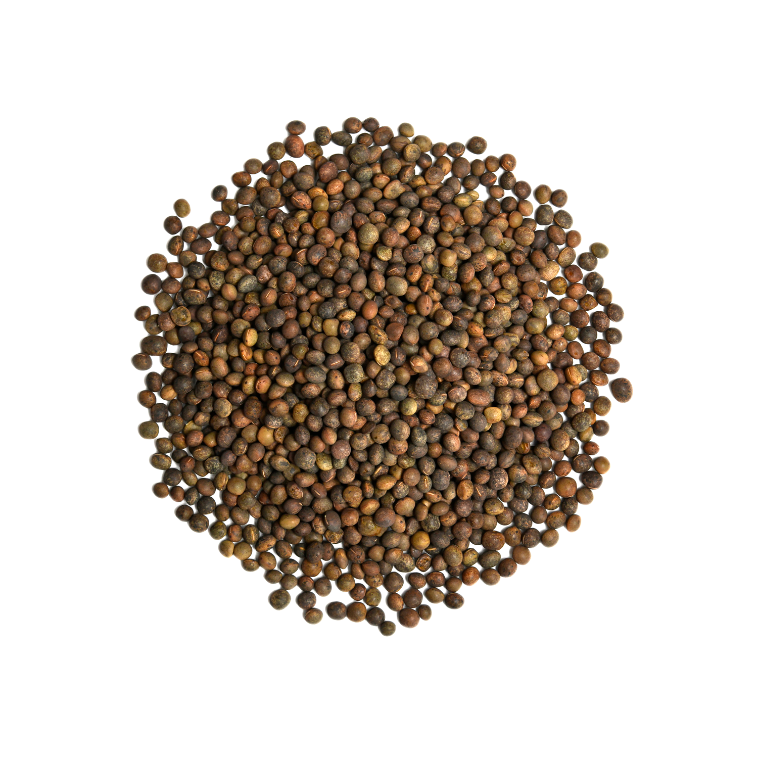 Semilla de Ebo – Semillas Zaragoza